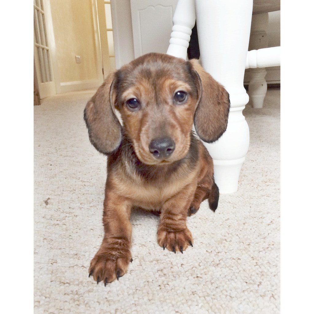 Hello Ralph – Hello Cake